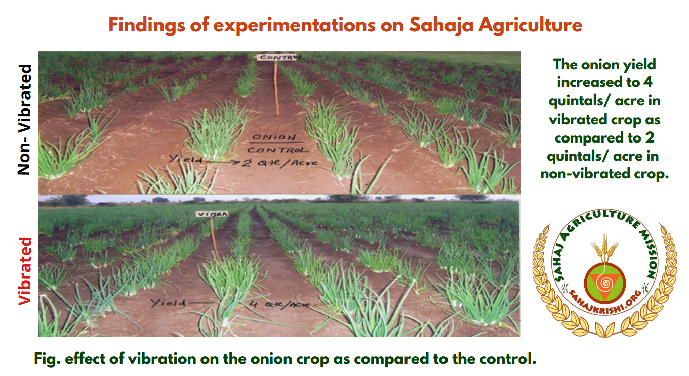Sahaja Agriculture Experiments in Maharashtra – Sahaj Rural Mission